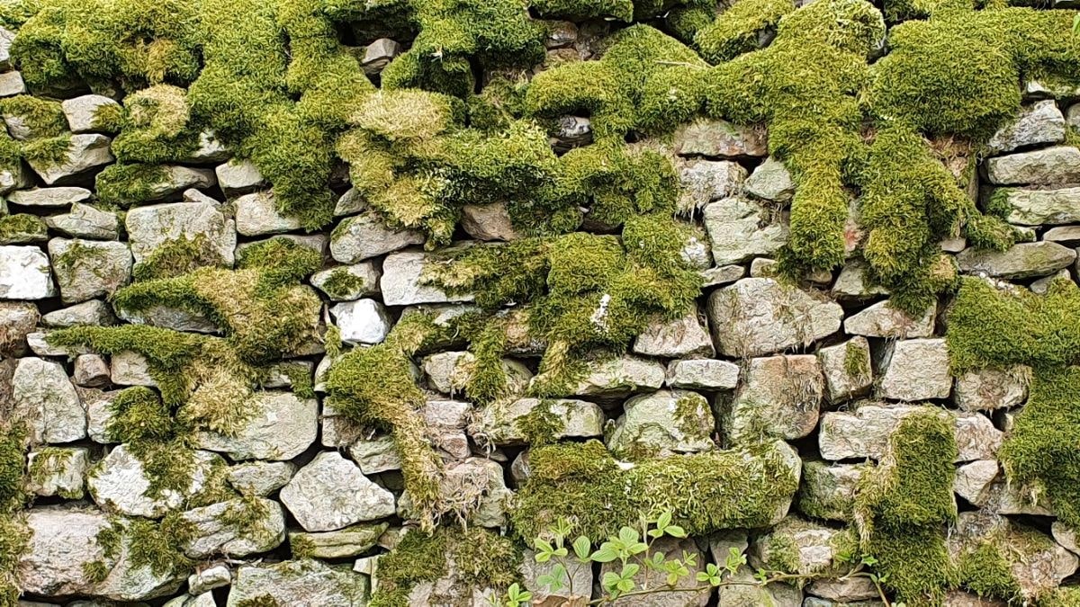 Visit Settle - Nature